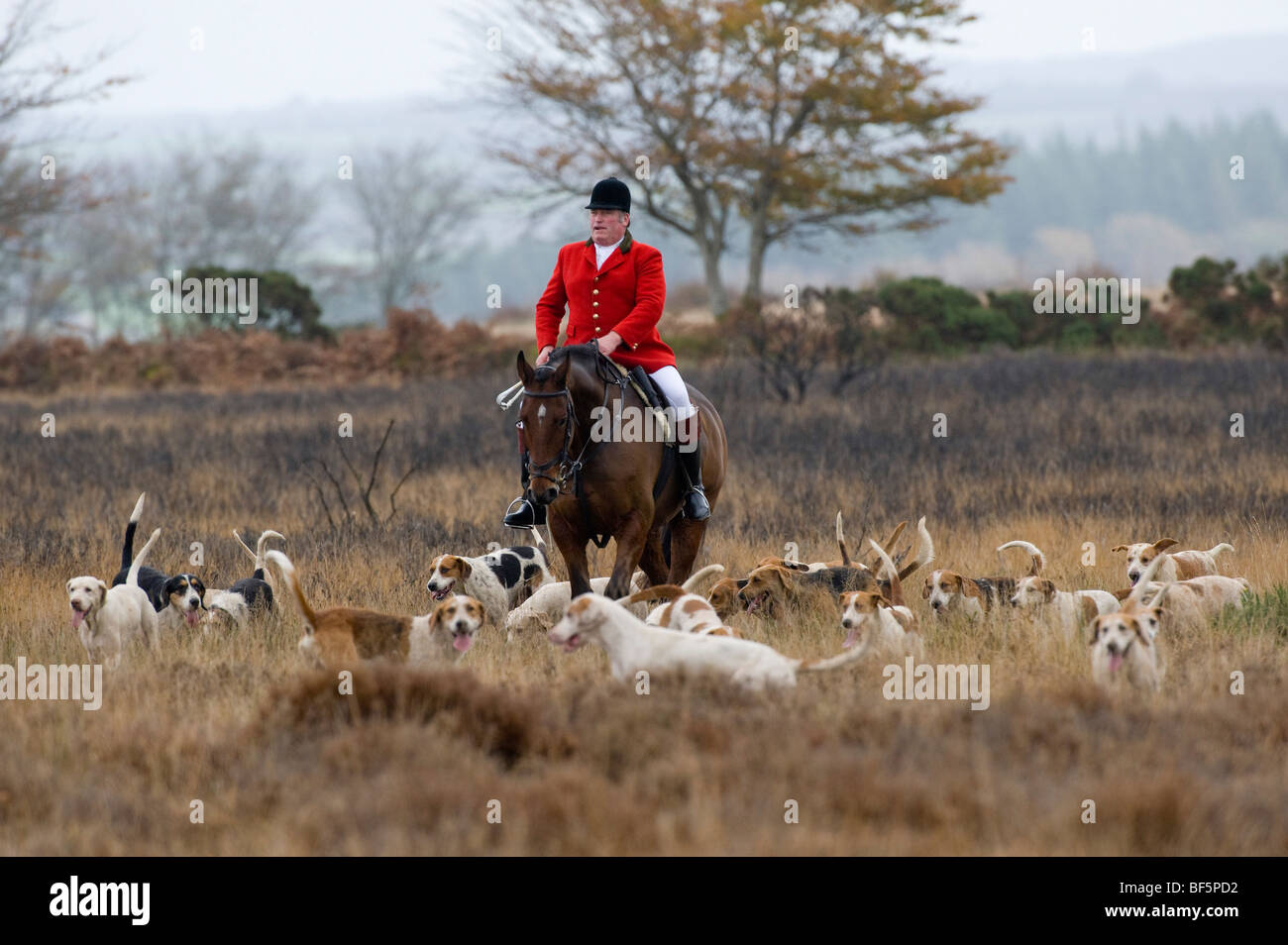 Dulverton farmers hunt enjoy the first day of the season on Exmoor, uk ...