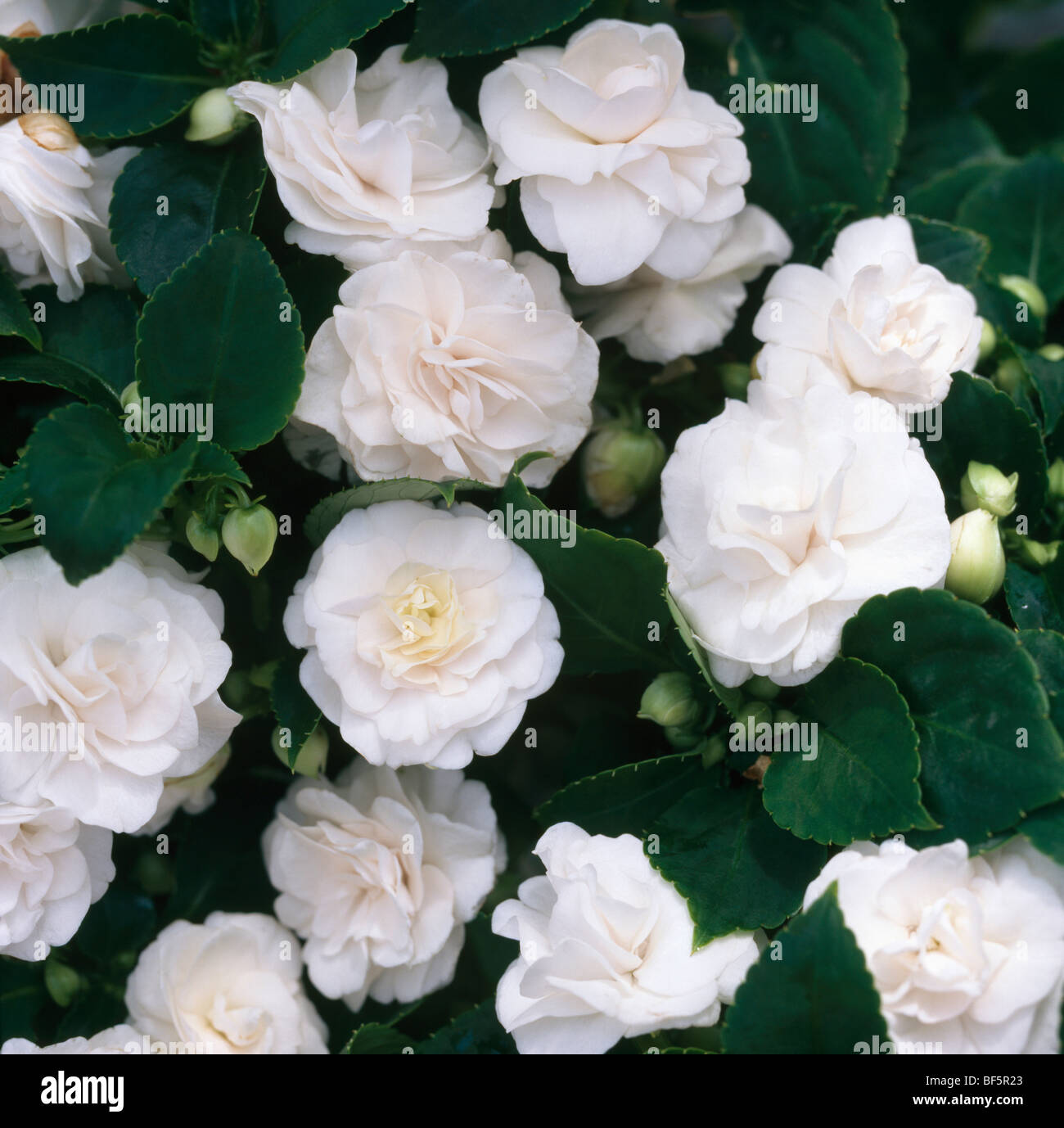 Double impatiens hi-res stock photography and images - Alamy