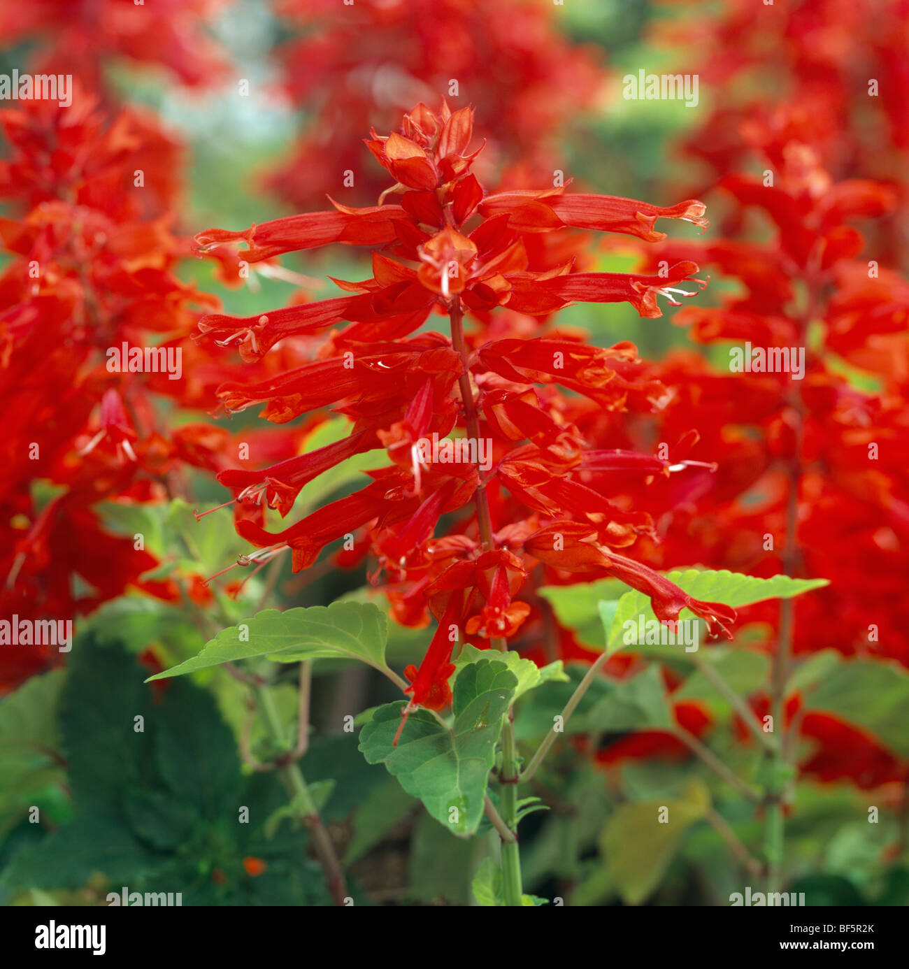 Annual salvia hi-res stock photography and images - Alamy