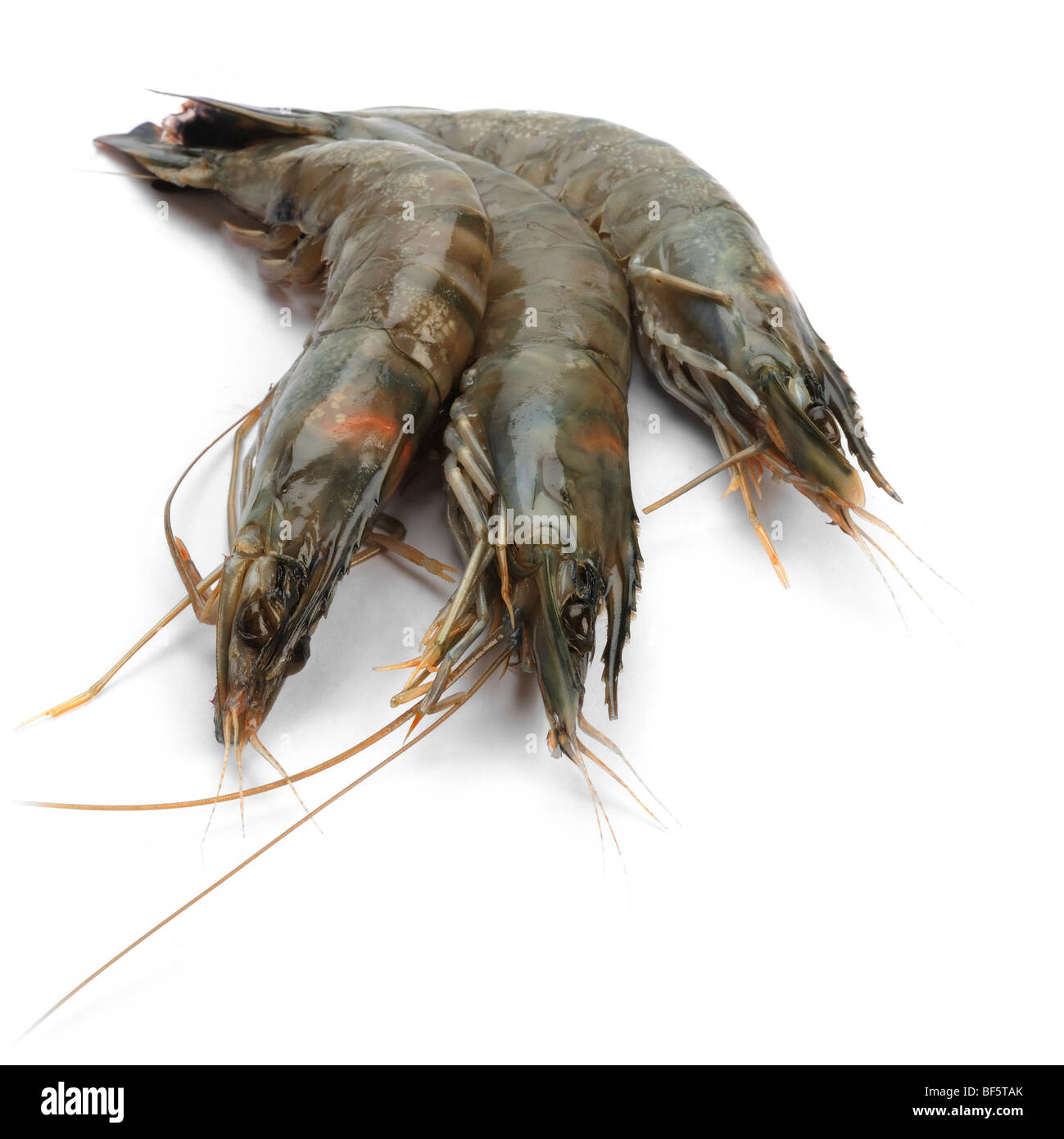 Raw Tiger Prawns Stock Photo - Alamy