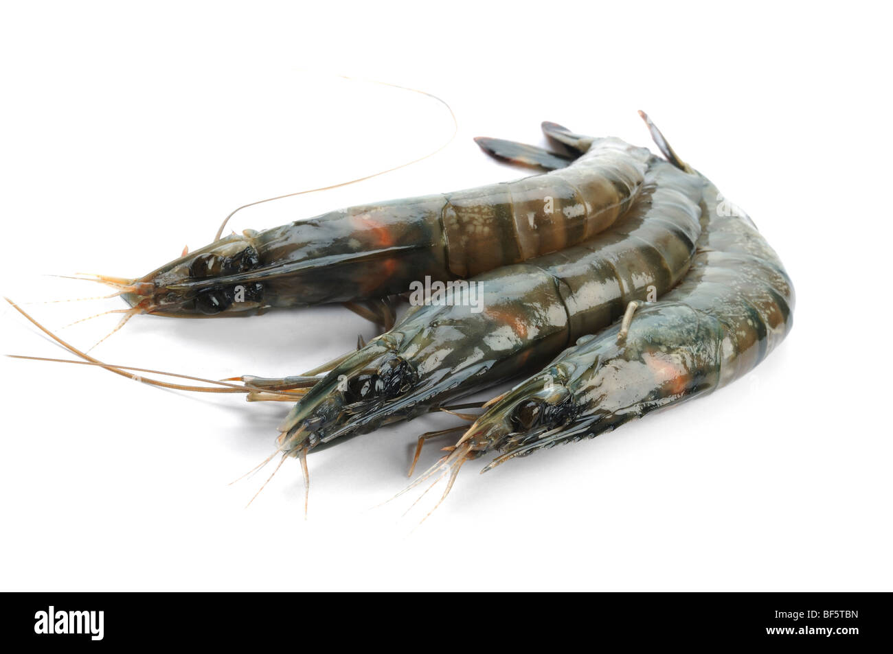 Raw tiger hi-res stock photography and images - Alamy