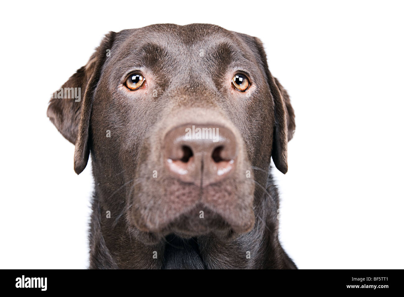Isolated Shot of a Handsome Chocolate Labrador Head Stock Photo - Alamy