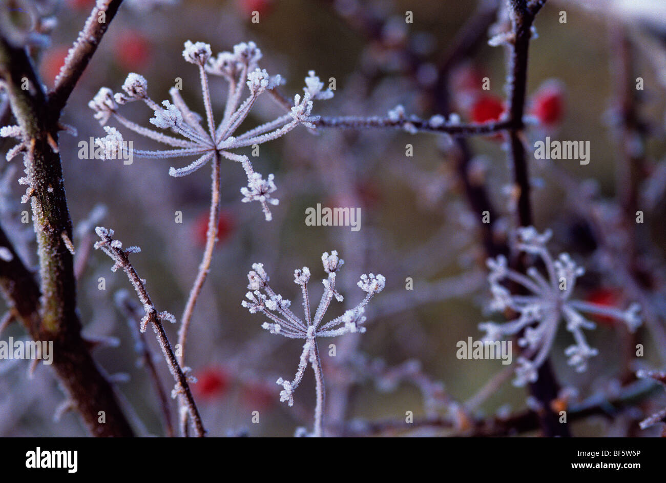 Frosty flowers cottage gardens hi-res stock photography and images - Alamy
