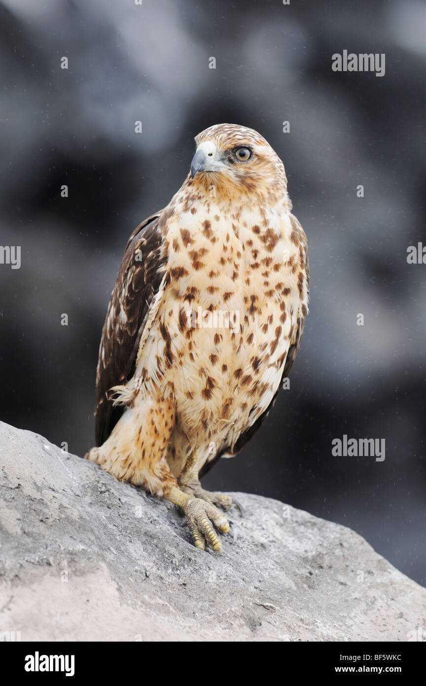 Galapagos Hawk (Buteo galapagoensis), immature, Espanola Island ...