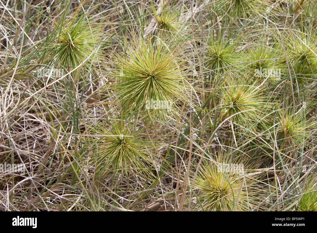 Spinifex longifolius hi-res stock photography and images - Alamy