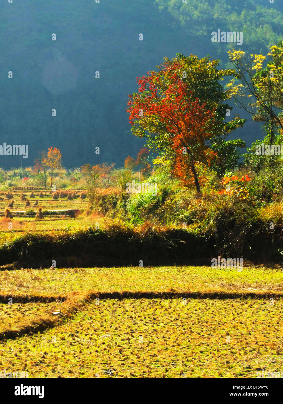 Beautiful rural scenery, Yongjia, Wenzhou, Zhejiang Province, China ...