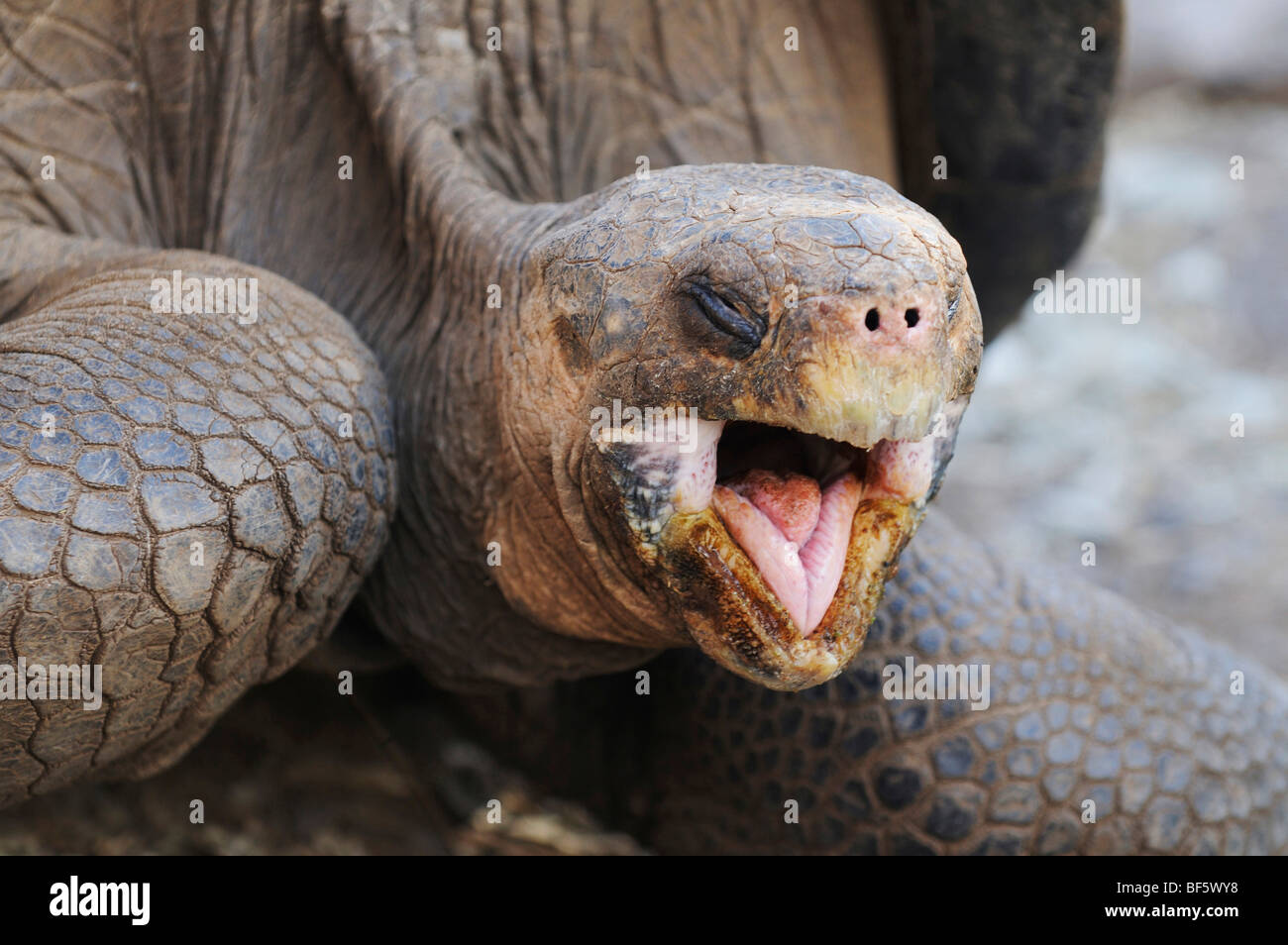 Galapagos Giant Tortoise (Geochelone elephantopus), adult, Galapagos ...