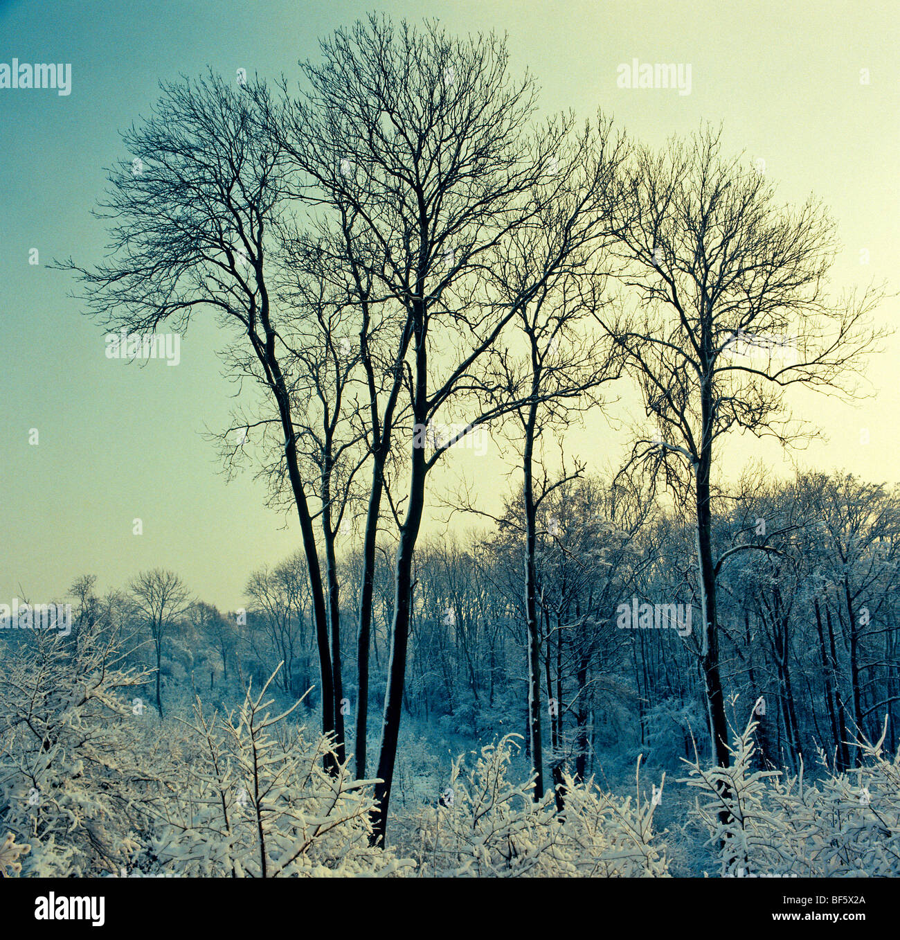 Winter landscape in snow trees hi-res stock photography and images - Alamy