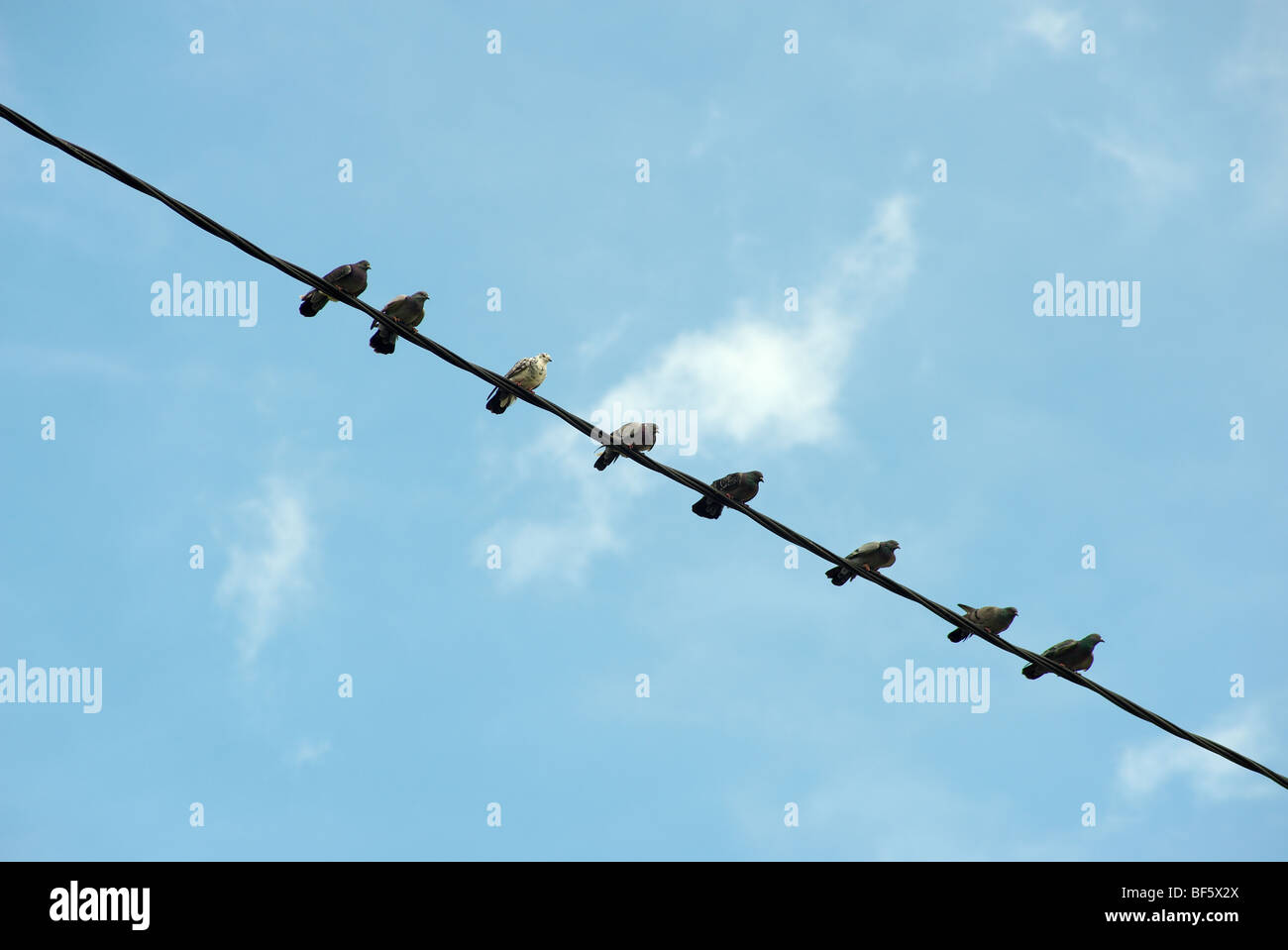 Eight pigeons on a wire Stock Photo - Alamy