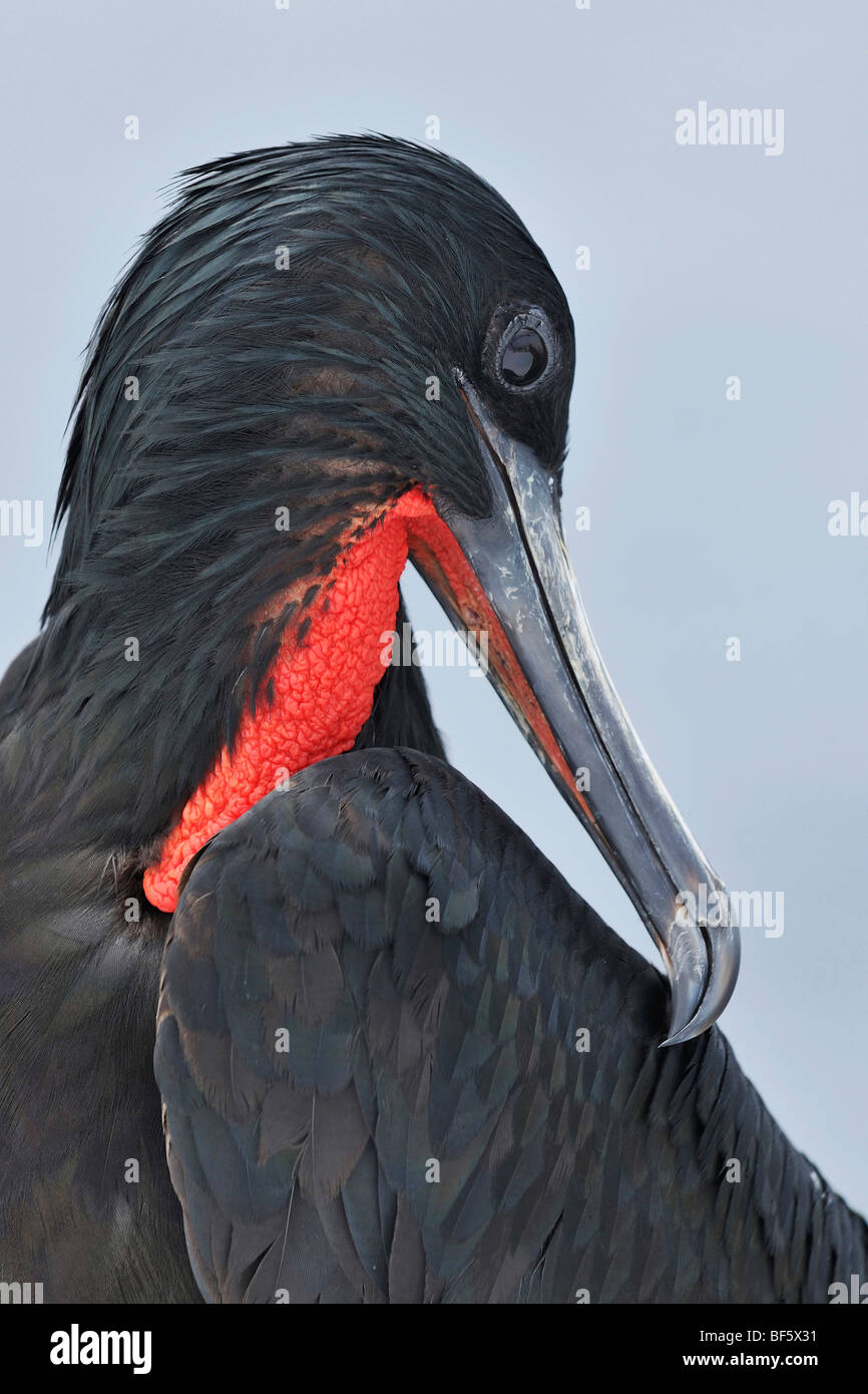 Great Frigatebird (Fregata minor), adult preening, Seymour Norte Island ...