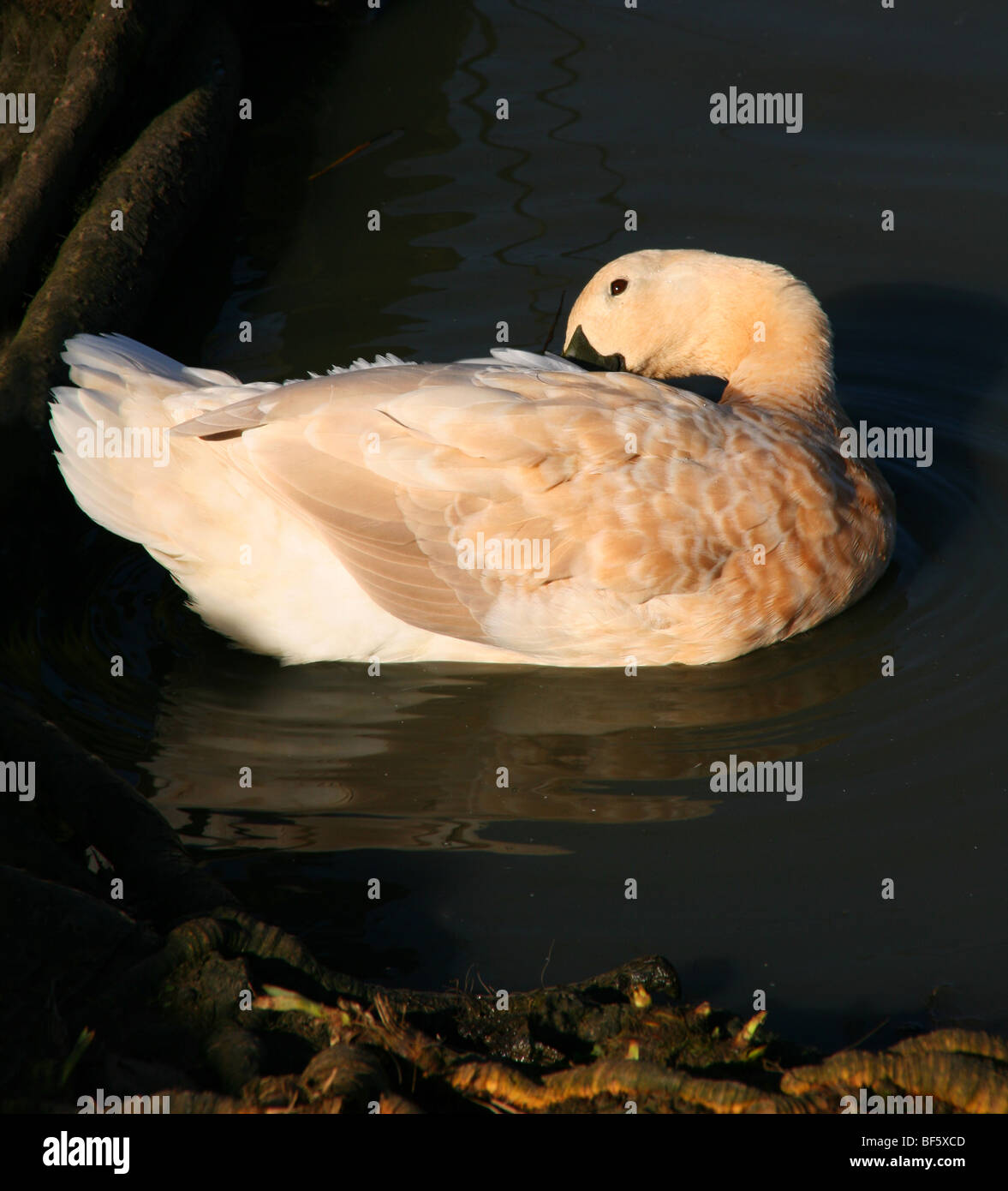 Female shellduck hi-res stock photography and images - Alamy