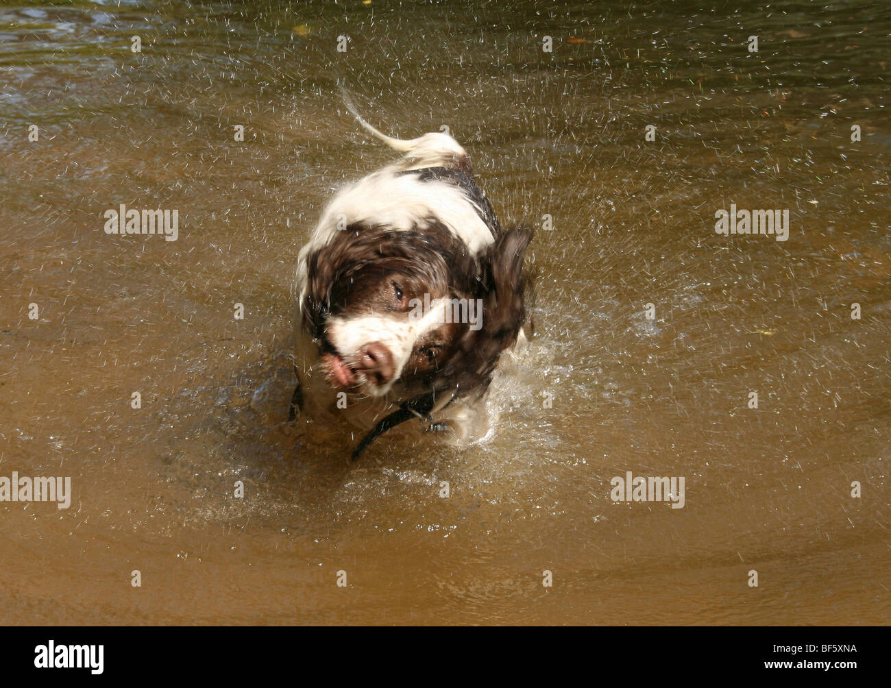 Wet wet wet white dog hi-res stock photography and images - Alamy