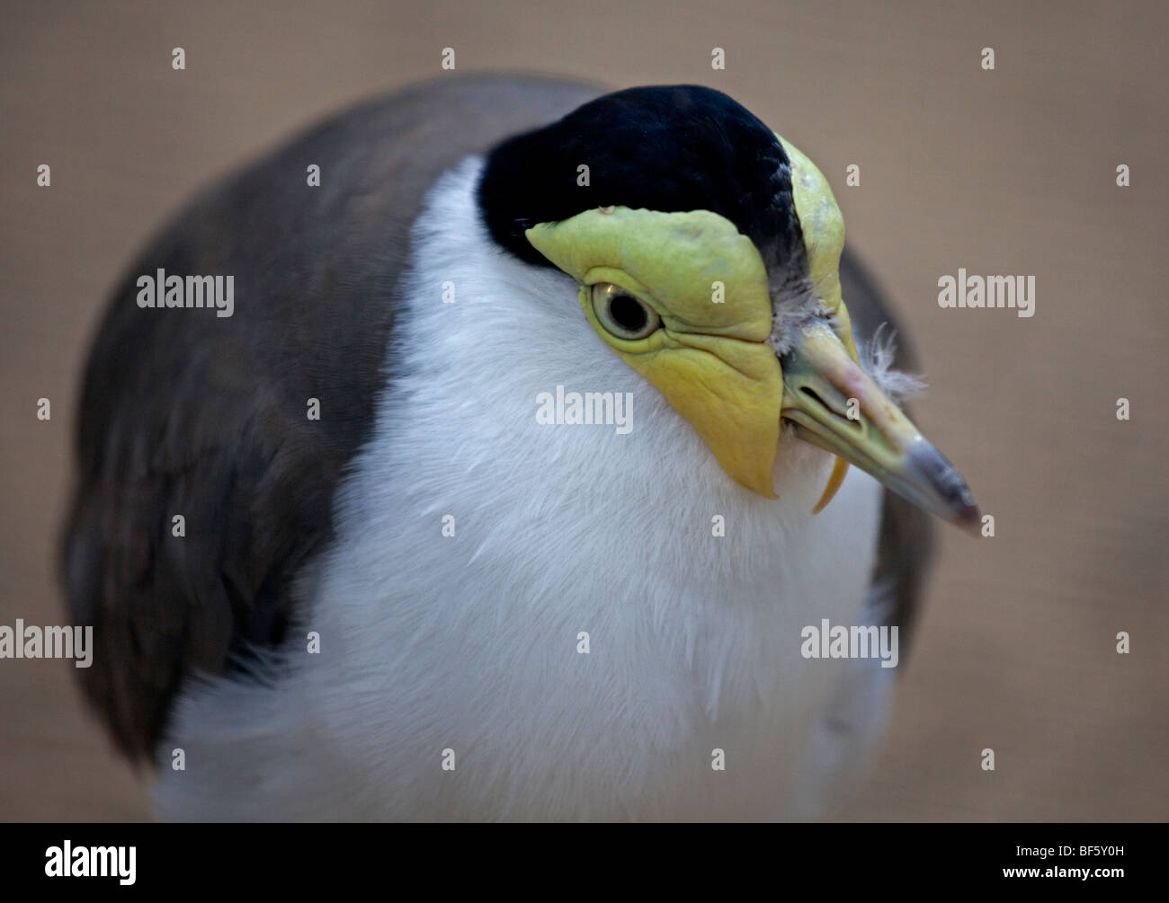 Masked Lapwing/Masked Plover (vanellus miles Stock Photo - Alamy