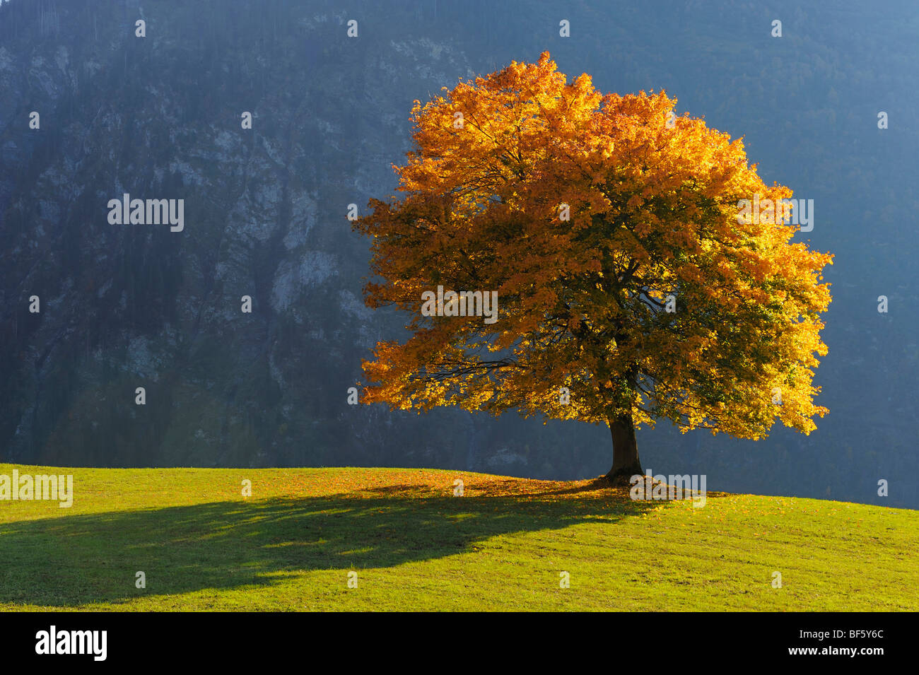 Linden tree (Tilia sp.), tree in autumn, Klausenpass, Switzerland ...