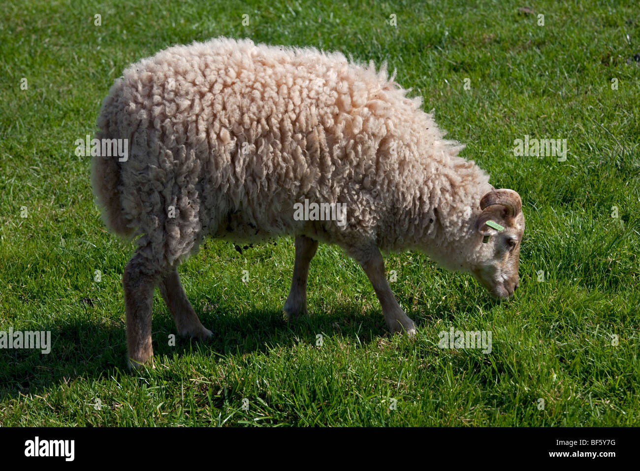 Sheep breeds hi-res stock photography and images - Alamy