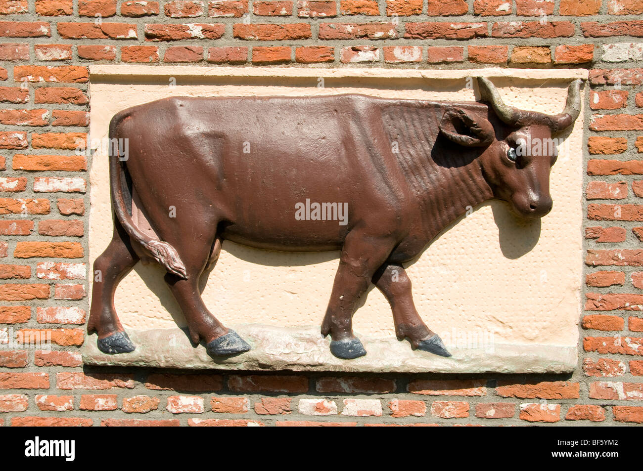 Westfries Museum Hoorn Netherlands Holland cow ox bull Stock Photo - Alamy