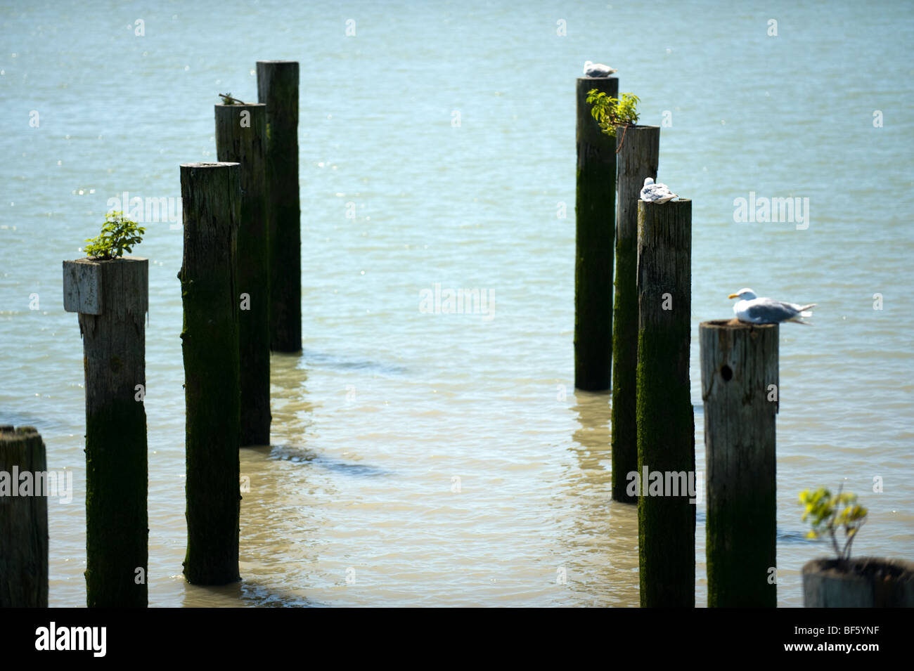 Creosote poles hi-res stock photography and images - Alamy