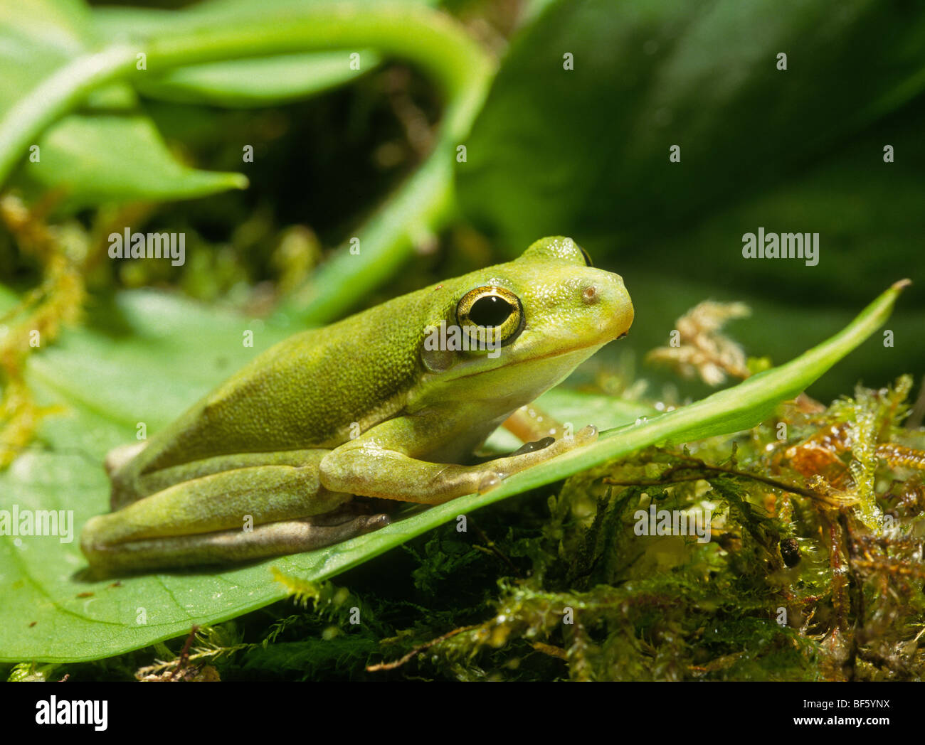 An American green tree frog, Hyla cinerea, camouflaged on a leaf Stock ...