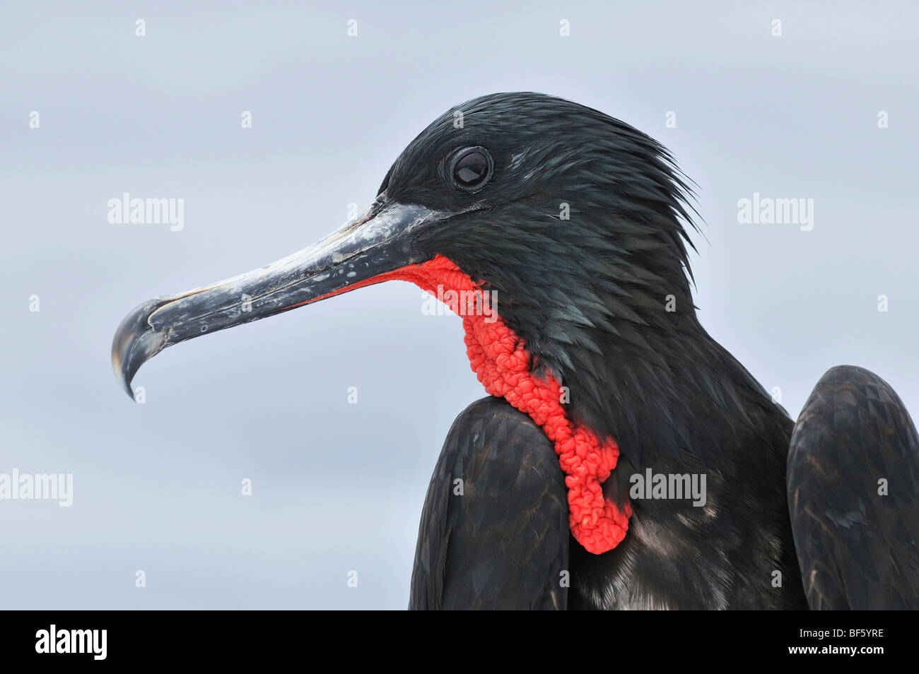 Great Frigatebird (Fregata minor), adult, Seymour Norte Island ...
