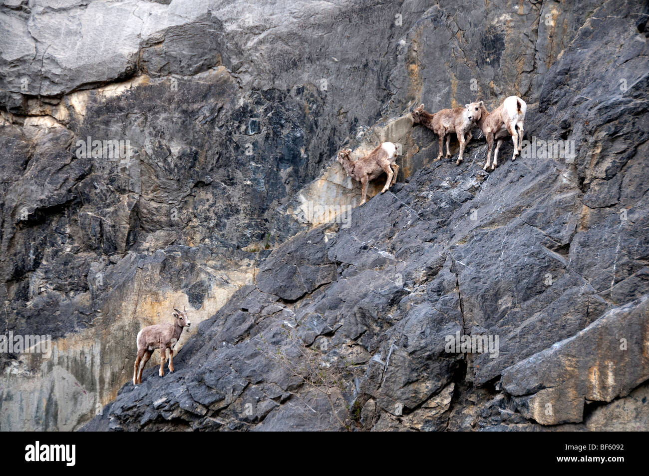 "Kids at Play" on a shear rock face Stock Photo - Alamy
