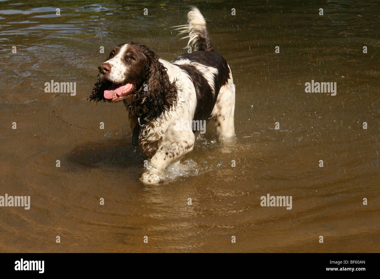 Wet wet wet white dog hi-res stock photography and images - Alamy
