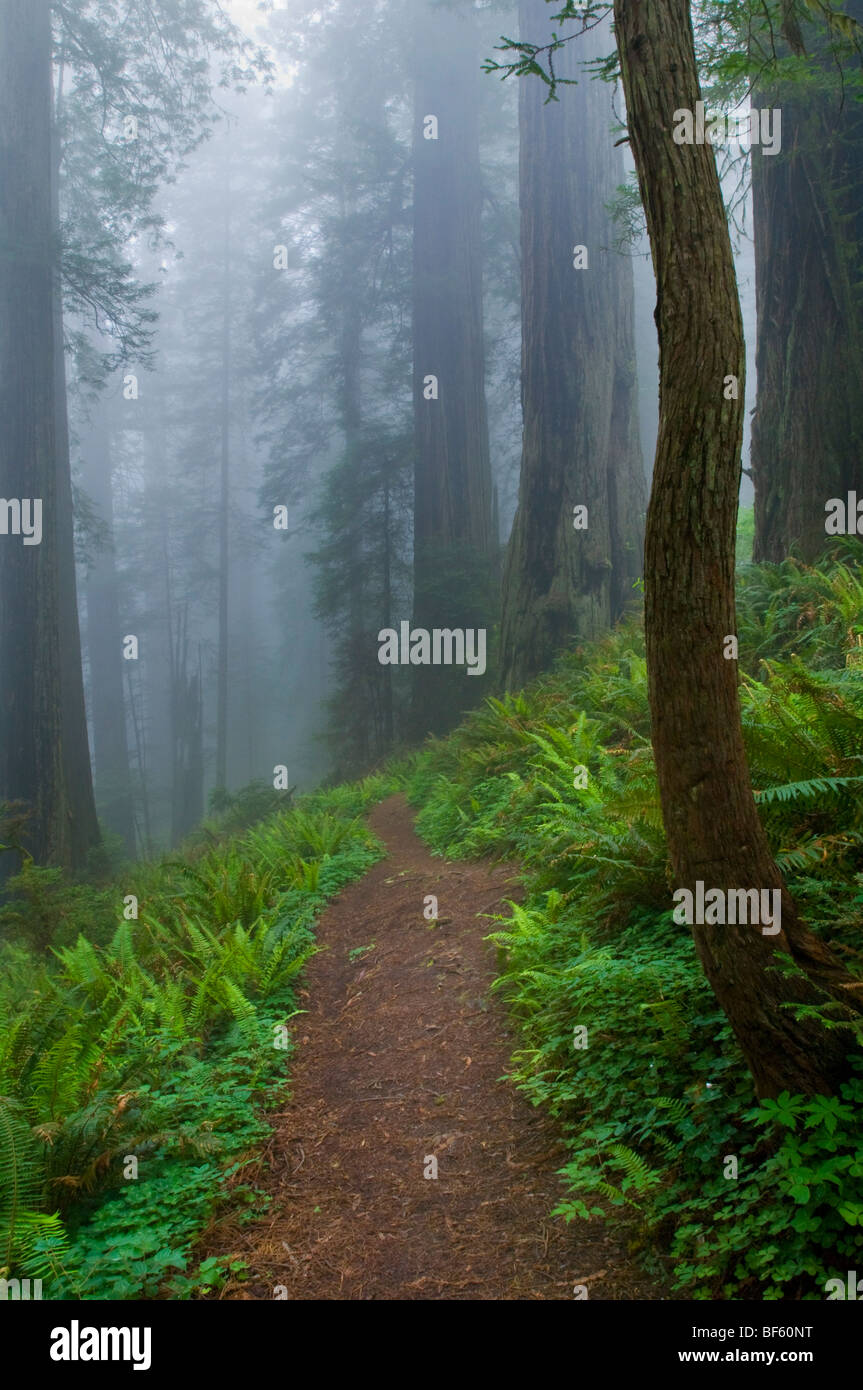 Trail through fog shrouded redwood trees in forest, Del Norte Coast ...