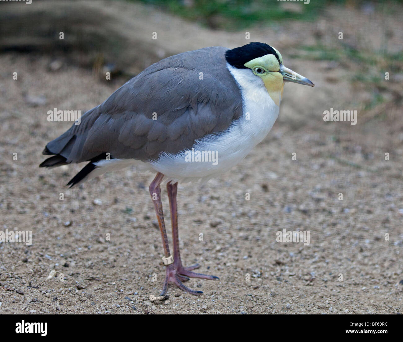 Masked Lapwing/Masked Plover (vanellus miles Stock Photo - Alamy