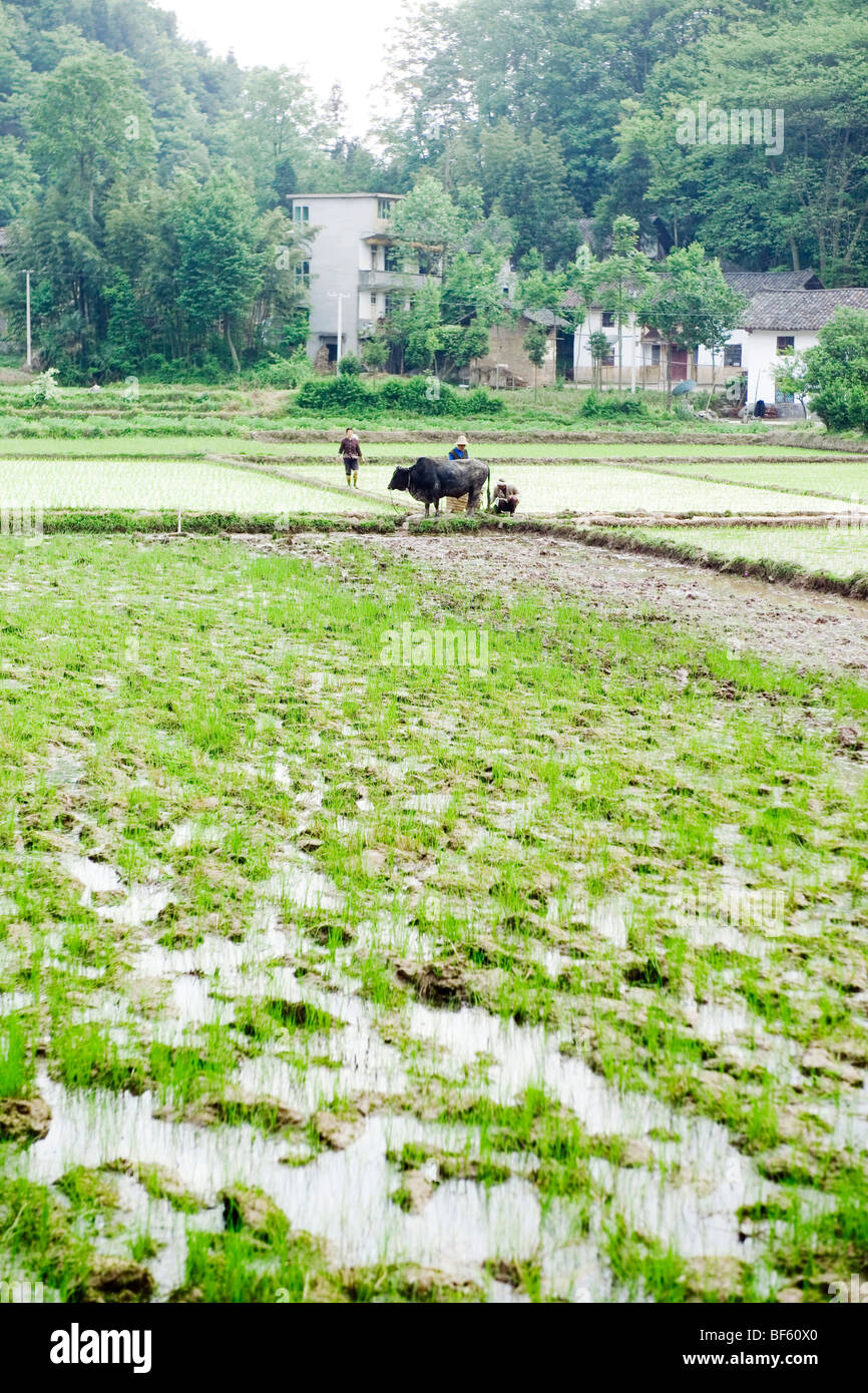 Rice paddy in Tenglong Cave Scenic Area, Lichuan, Enshi Tujia and Miao ...