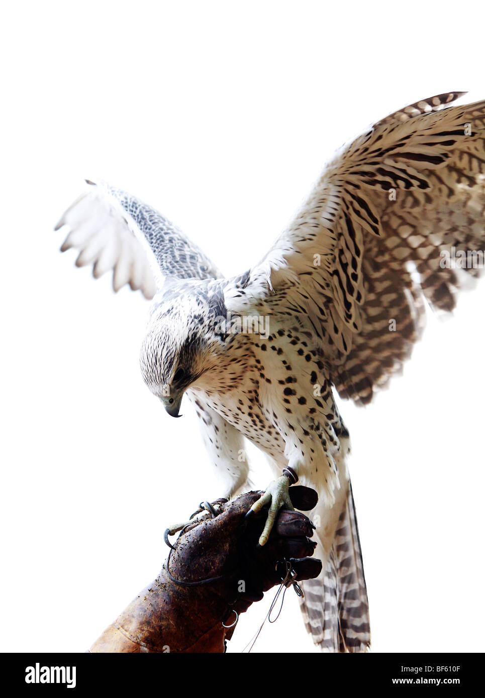 A captive,trained Gyr falcon on the falconer's gauntlet Stock Photo - Alamy