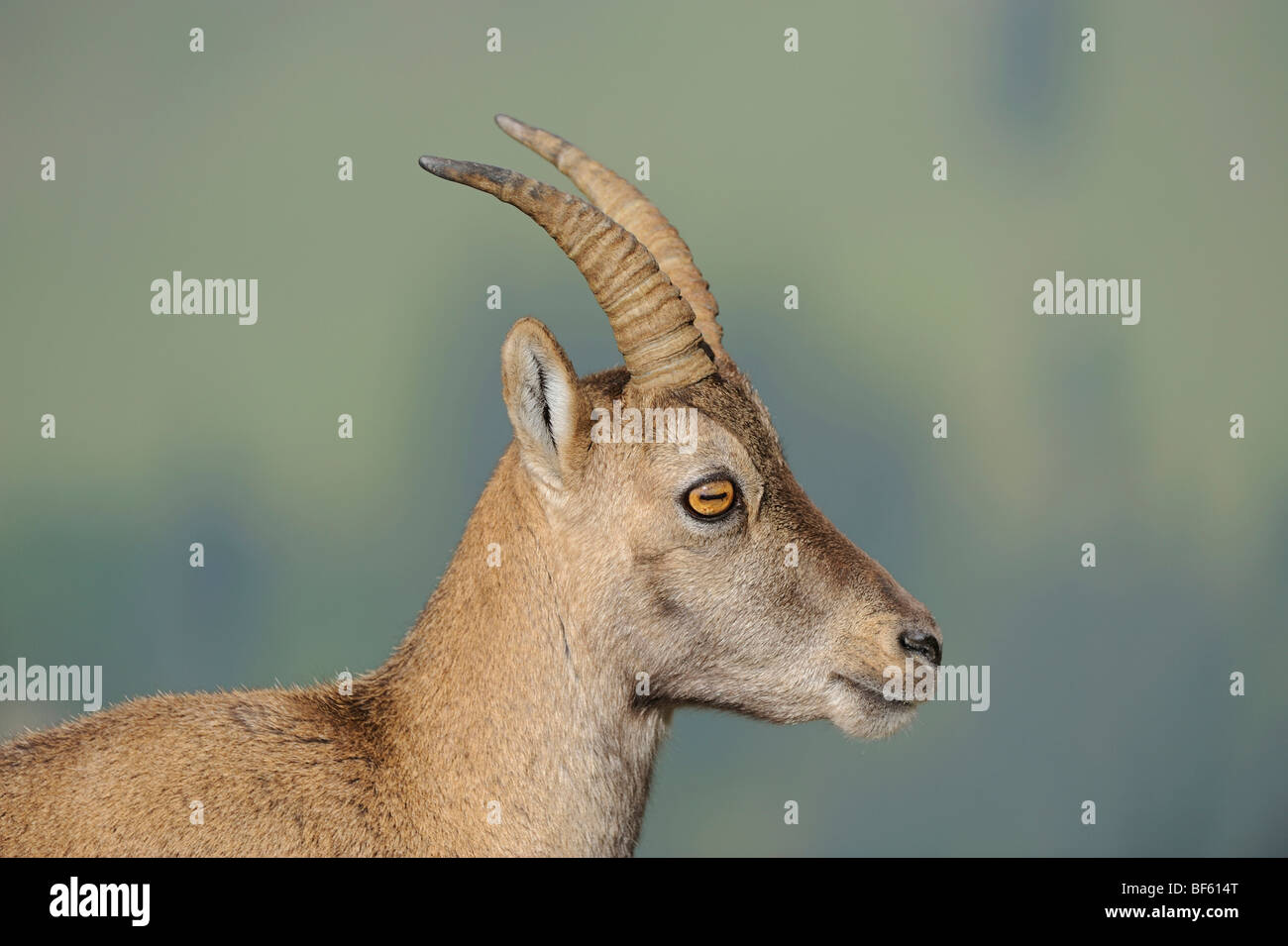 Alpine Ibex (Capra ibex), young, Niederhorn, Interlaken, Switzerland ...