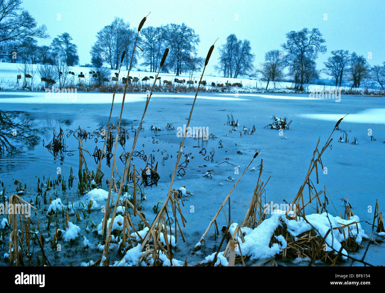 Woodland covered in snow frost hi-res stock photography and images - Alamy