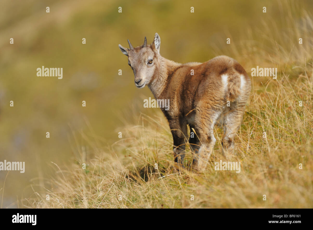 Steinbock niederhorn hi-res stock photography and images - Alamy