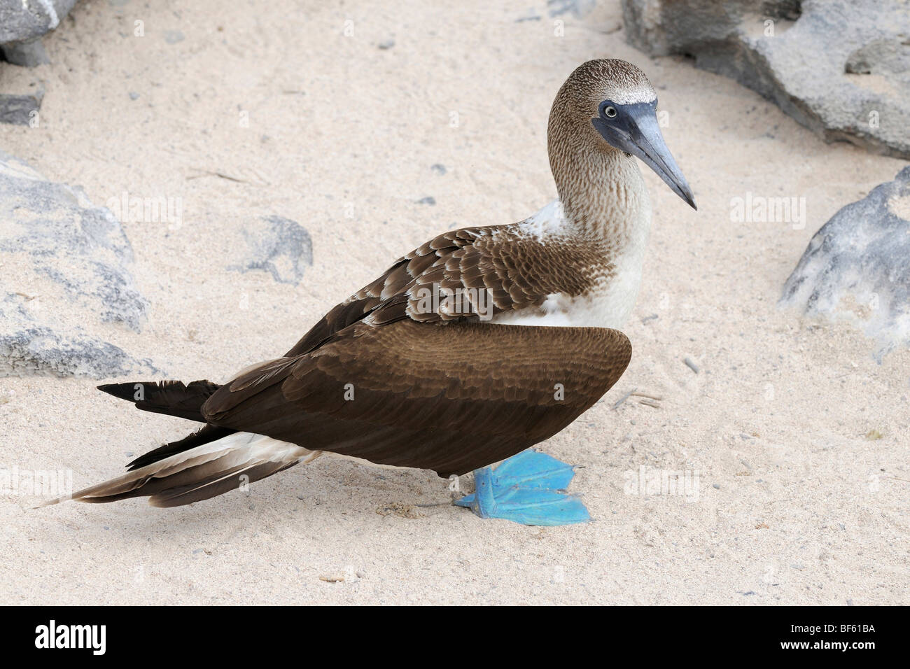 Blue footed bobby hi-res stock photography and images - Alamy