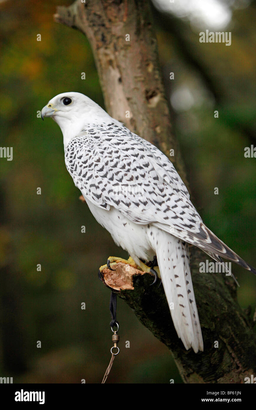 Woodland hawks hi-res stock photography and images - Alamy