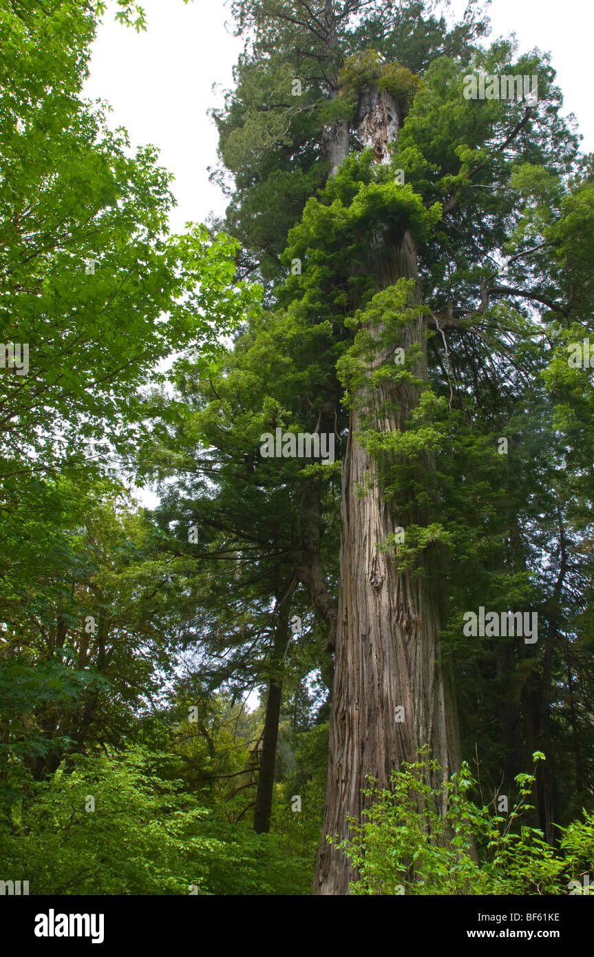 Redwood tree height hi-res stock photography and images - Alamy