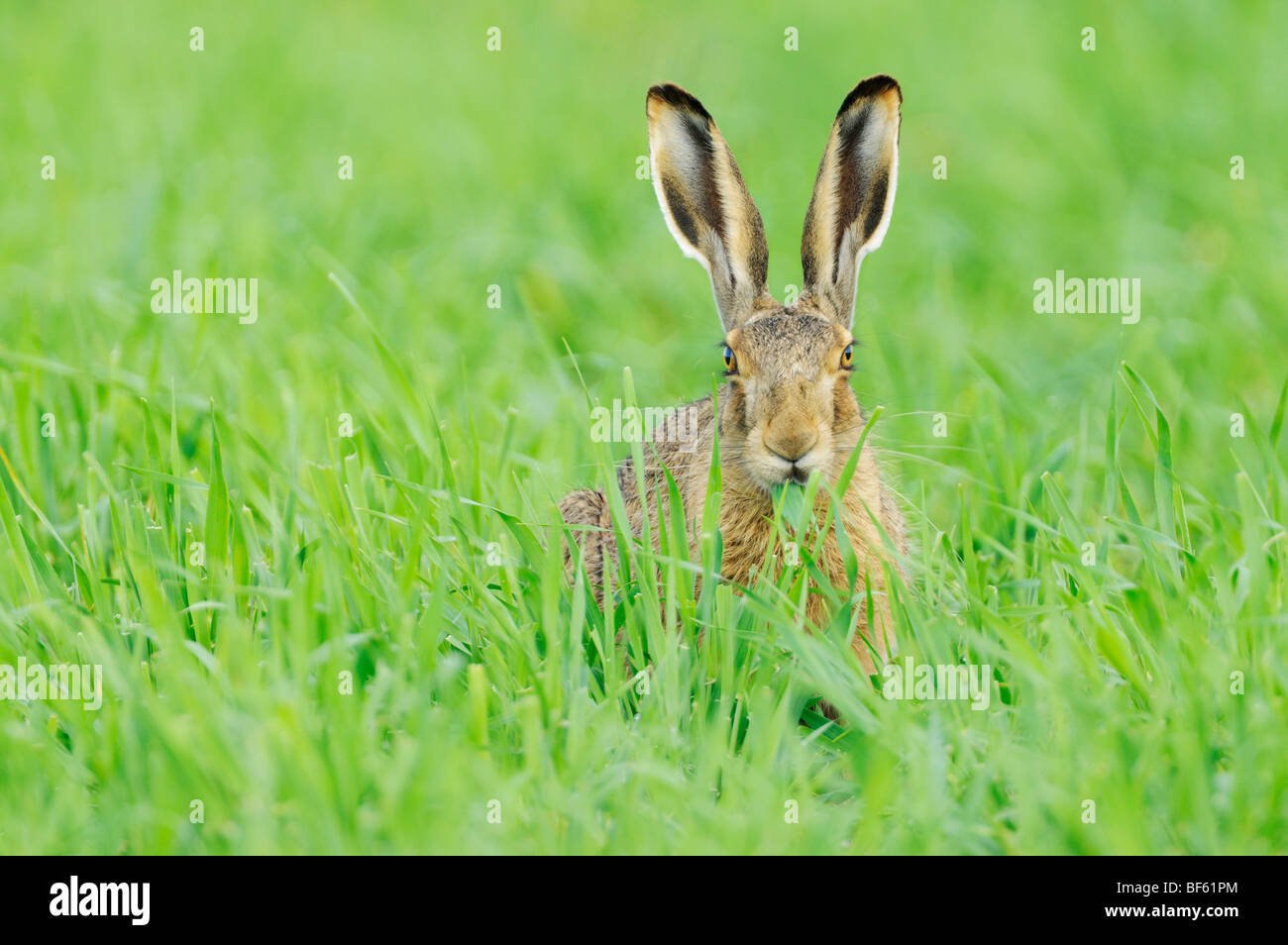 Outdoor outdoors plains prairie prairies rabbit rabbits hi-res stock ...