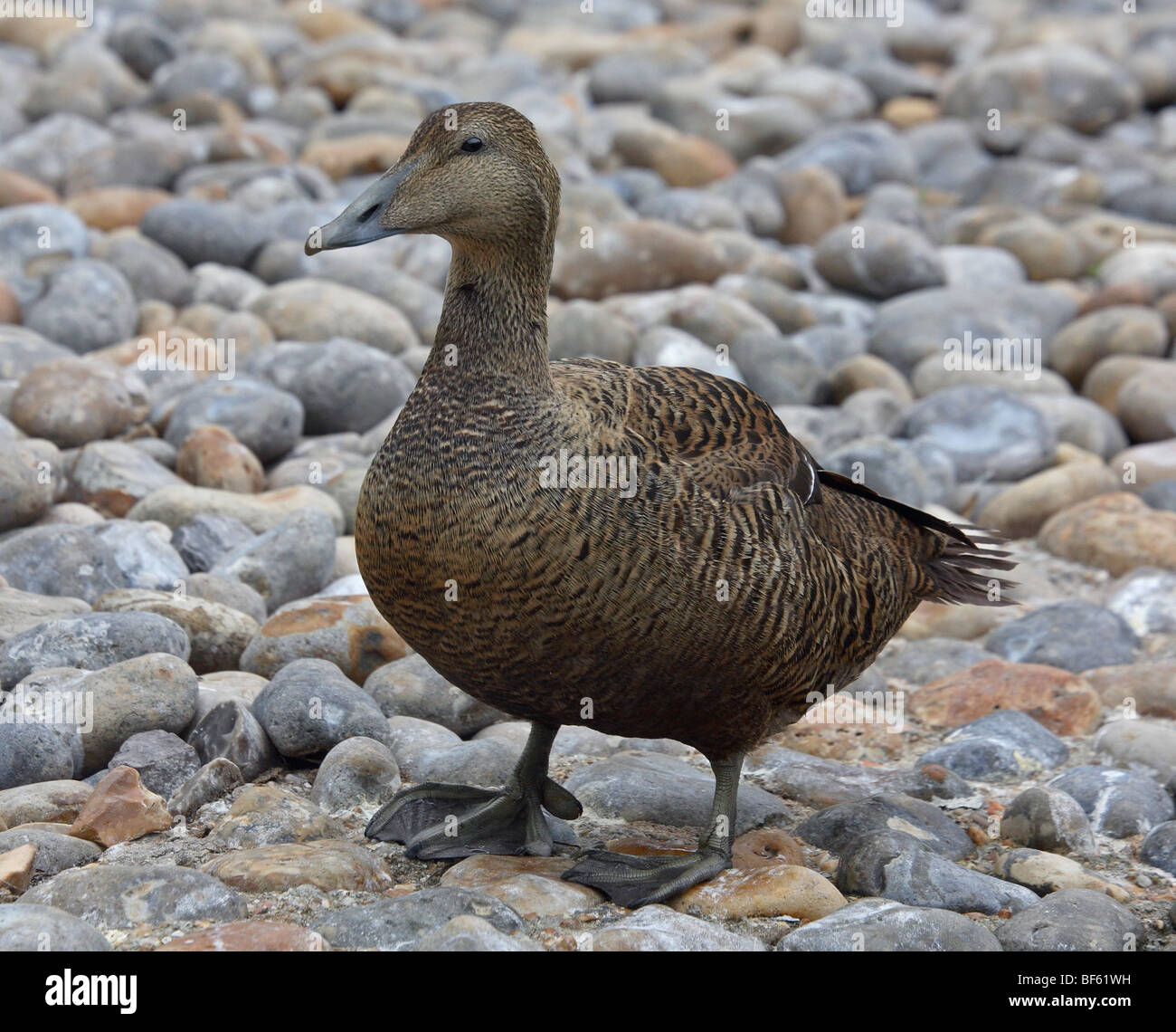 Female Eider Duck (somateria mollissima mollissima Stock Photo - Alamy