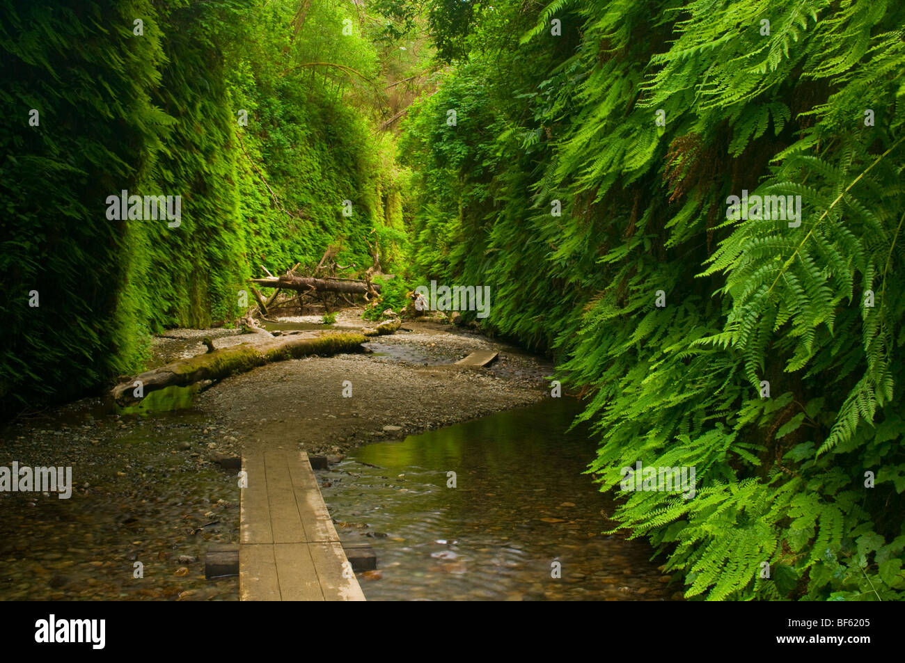 Fern Canyon Nevada