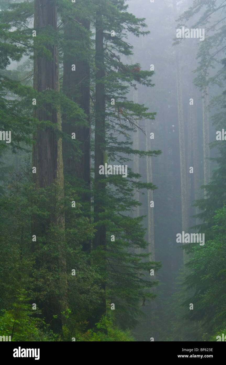 Redwood trees and forest in the fog and rain, Redwood National Park ...