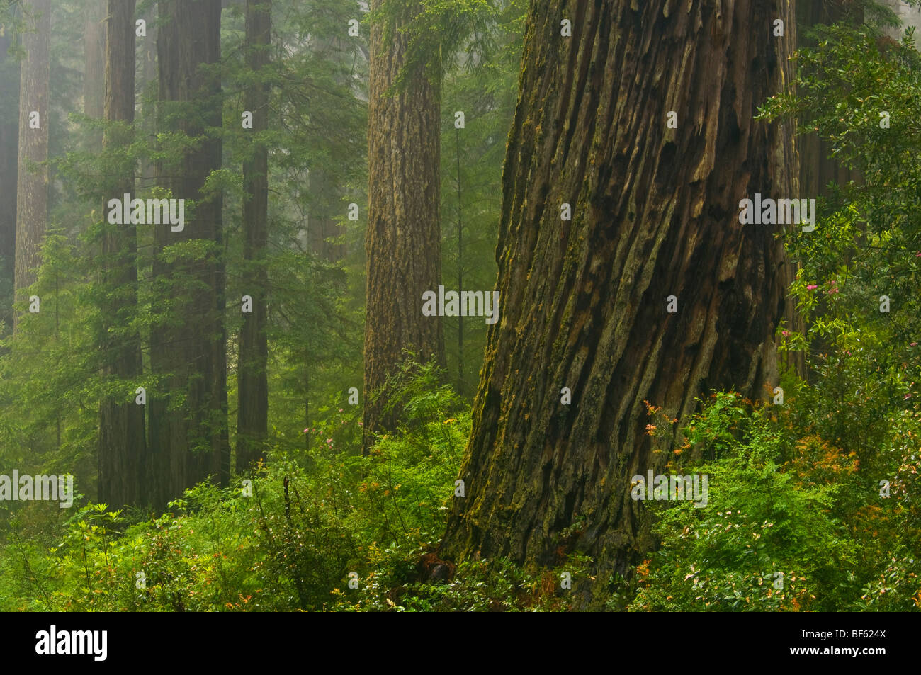 Redwood trees and forest in the rain, Redwood National Park, California ...