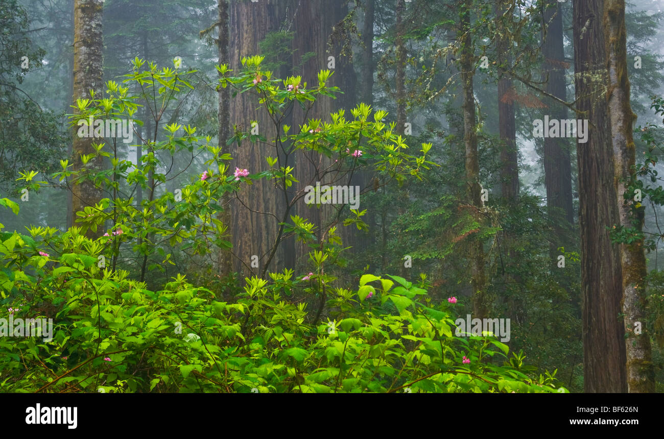 Wild Rhododendron flower bloom in forest, Lady Bird Johnson Grove ...