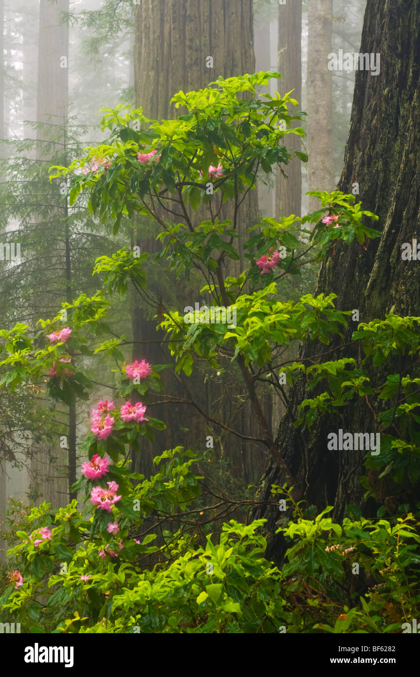 Wild Rhododendron flower bloom in forest, Lady Bird Johnson Grove ...