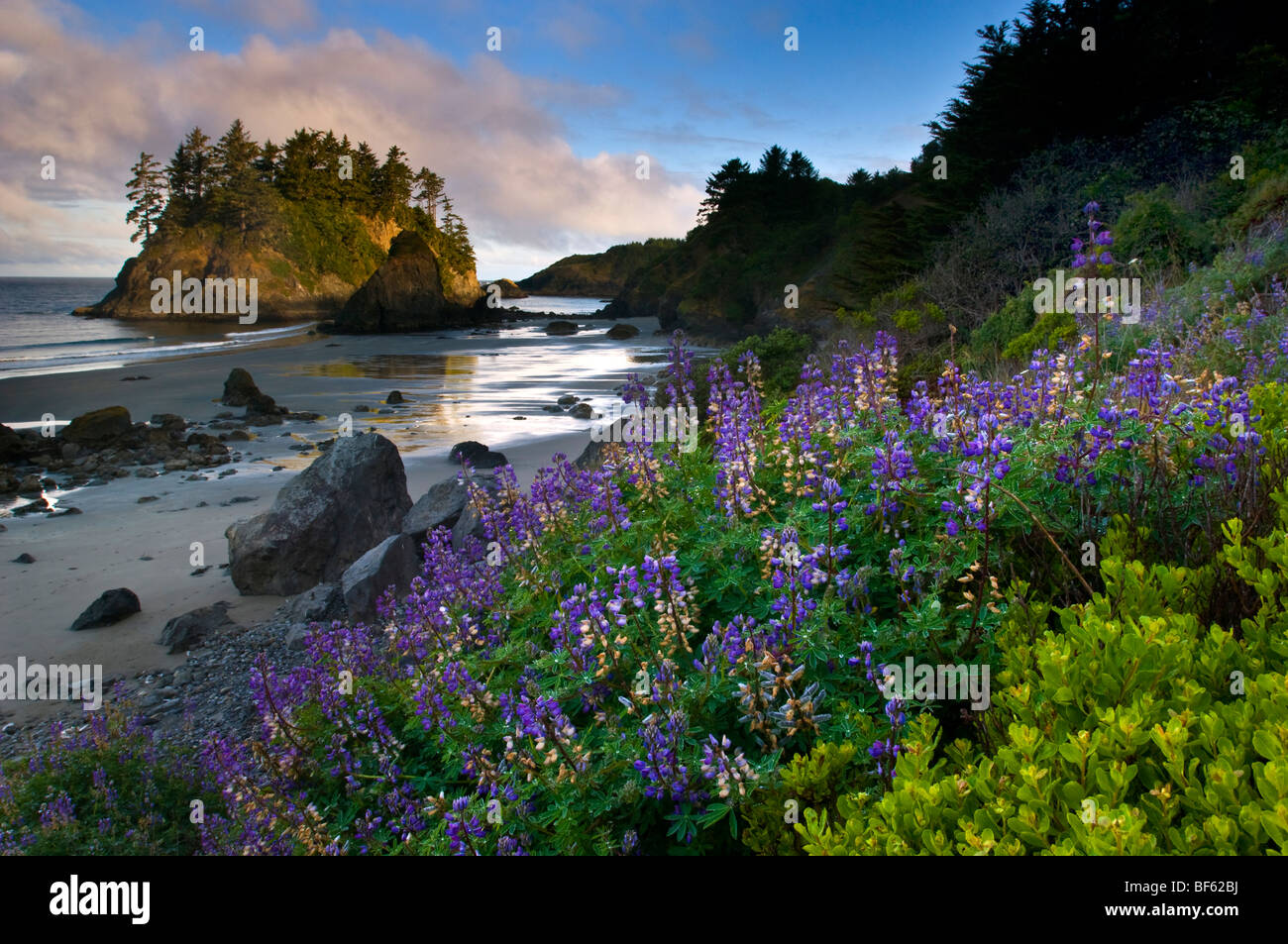 Are Dogs Allowed At Trinidad State Beach