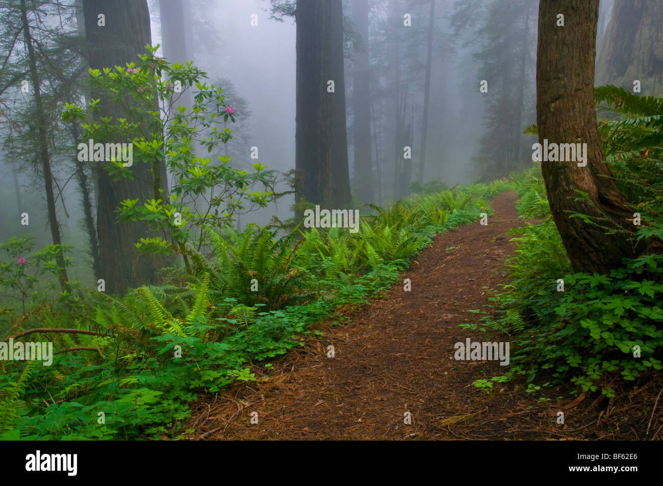 Trail through fog shrouded redwood trees in forest, Del Norte Coast ...