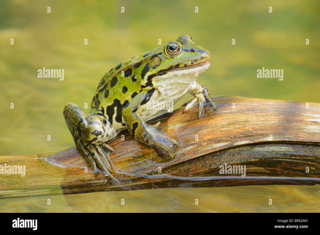 Adult frog hi-res stock photography and images - Alamy