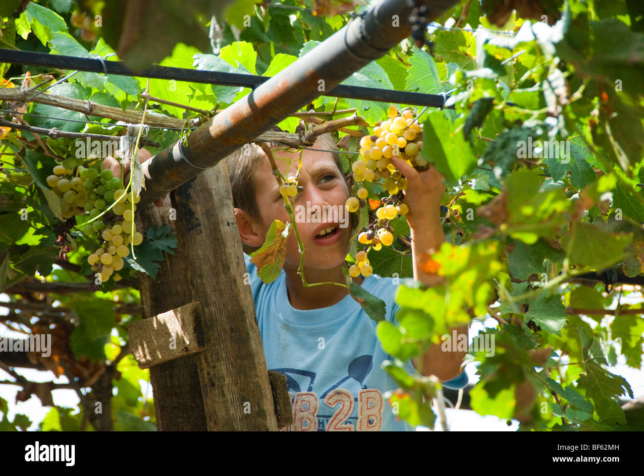 Children pick grapes hi-res stock photography and images - Alamy