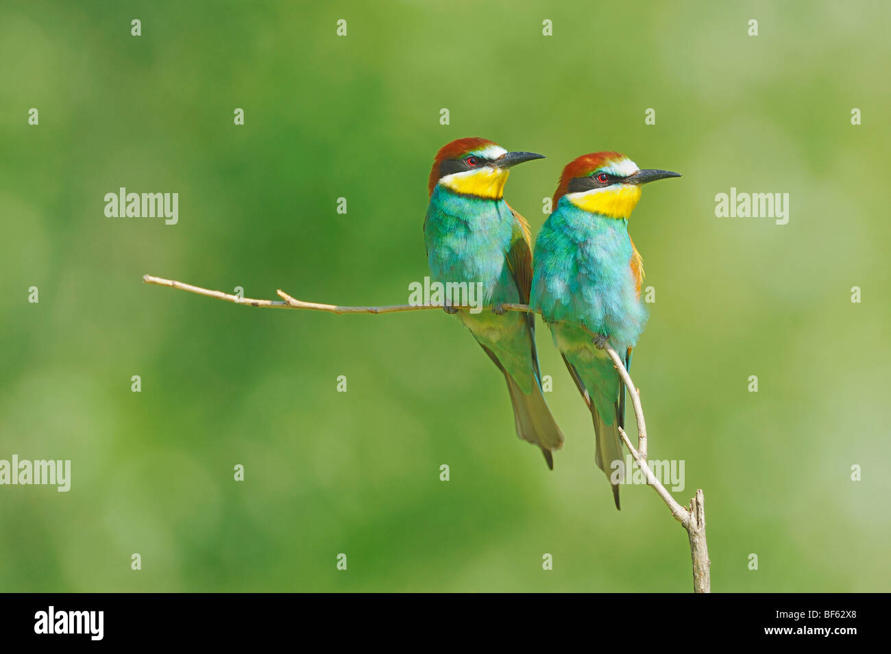 European Bee-eater (Merops apiaster),adults perched, Hungary, Europe ...