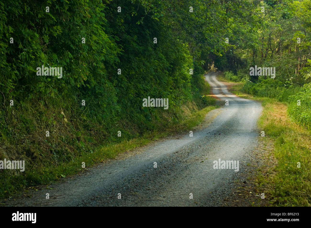 Dirt road through woods hi-res stock photography and images - Alamy