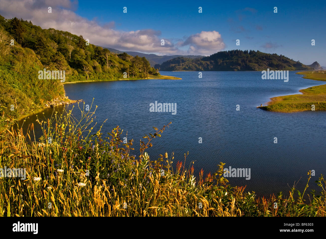 Wildflowers in spring at Stone Lagoon, Humboldt Lagoons State Park ...