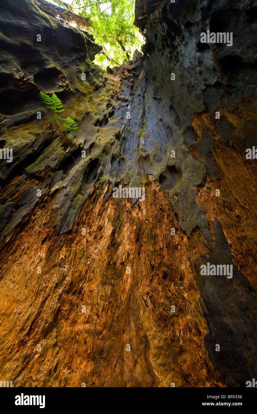 Giant sequoia burn hi-res stock photography and images - Alamy